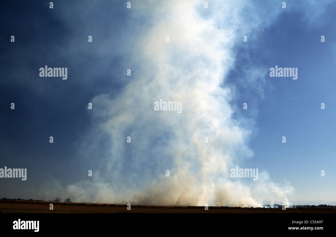 Smoke emerging from a forest fire hi-res stock photography and images ...