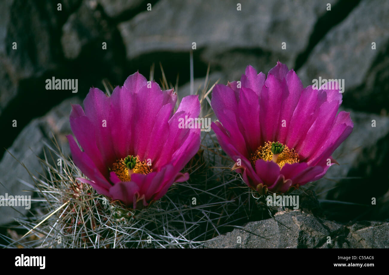 Blooming Simpson's Hedgehog cactus in a park, Sierra Blanca, Texas, USA ...