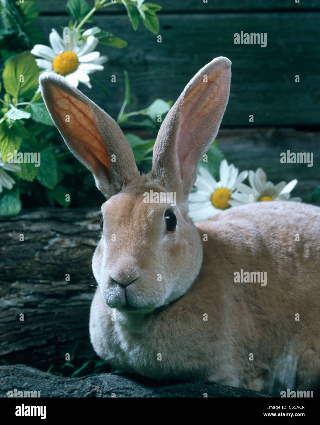 Fawn Rex Rabbit Stock Photo - Alamy