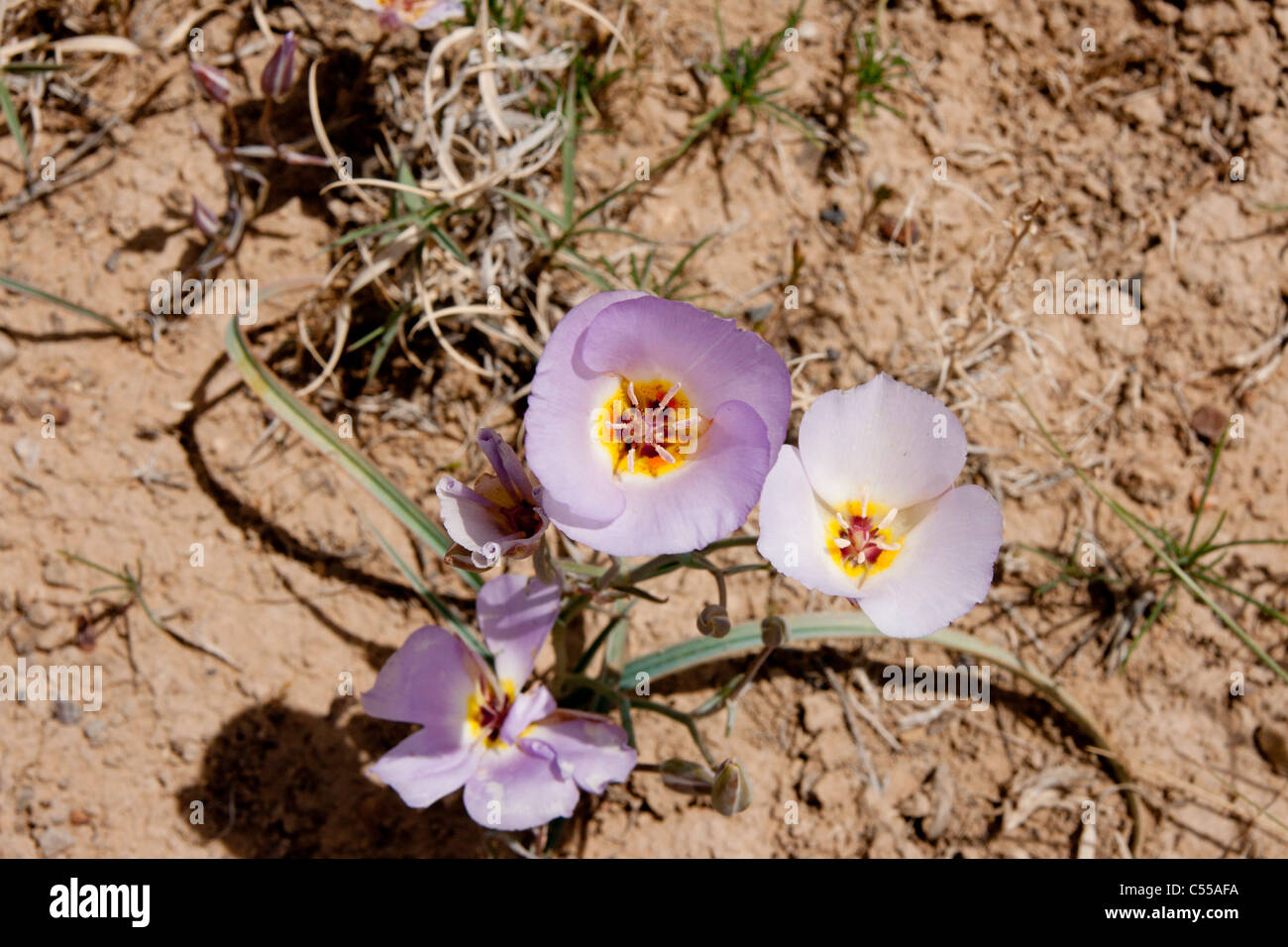 Vermillion flowers hi-res stock photography and images - Alamy