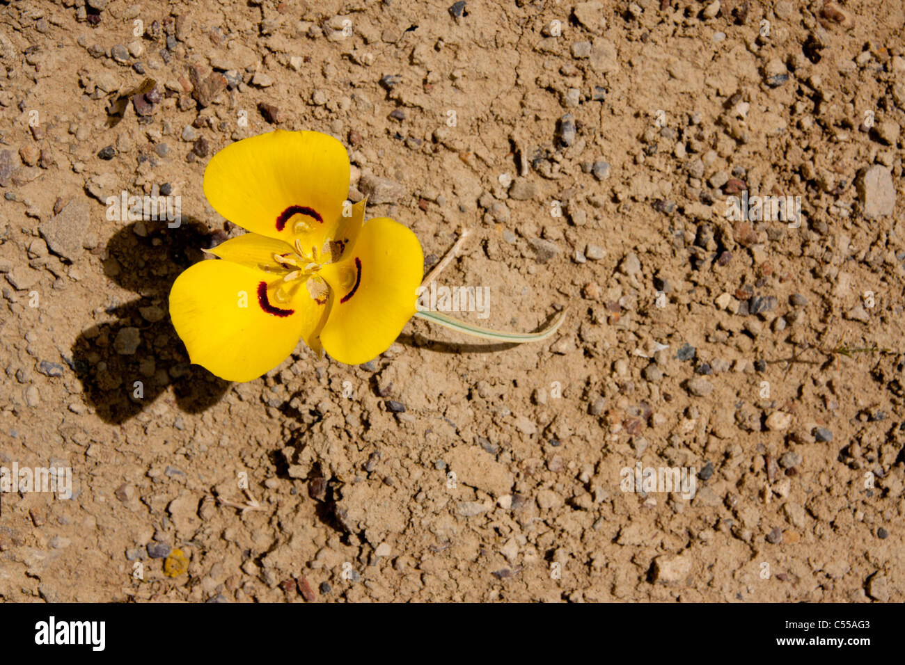 USA, Arizona, Vermillion Cliffs, Flower growing from dry soil Stock ...