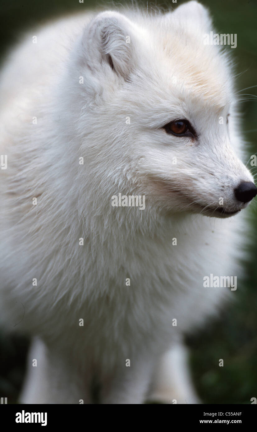 Close-up of an Arctic Fox standing in a forest (Alopex lagopus Stock ...