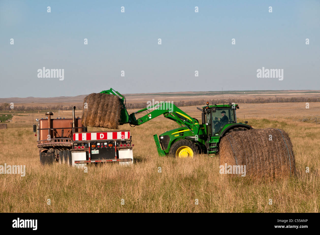 Hay bales being loaded on a tractor in a field, Alberta, Canada Stock ...