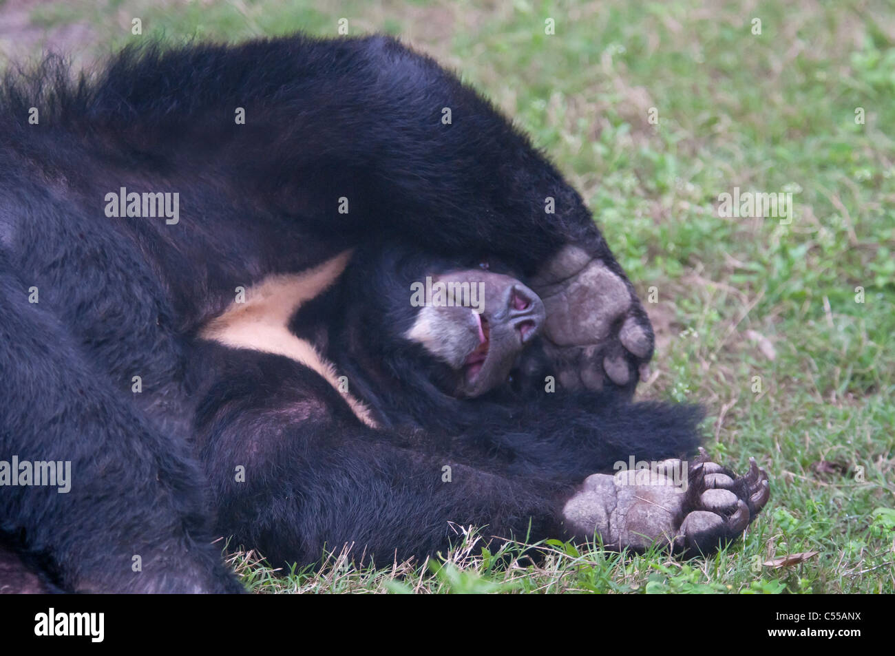 China bear rescue hi-res stock photography and images - Alamy