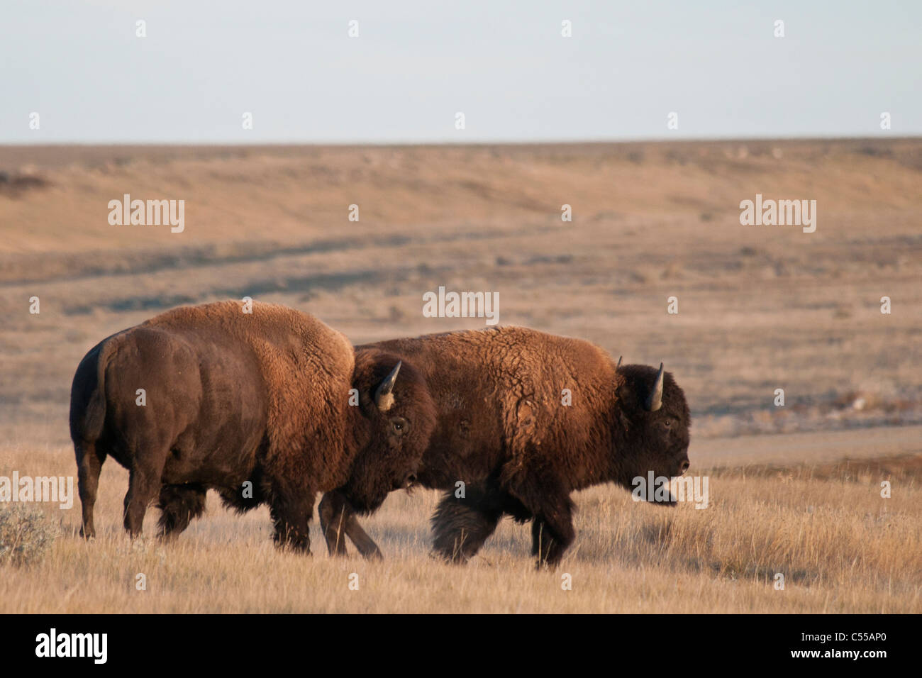 Plains bison (Bison bison bison) grazing in a field, Grasslands ...
