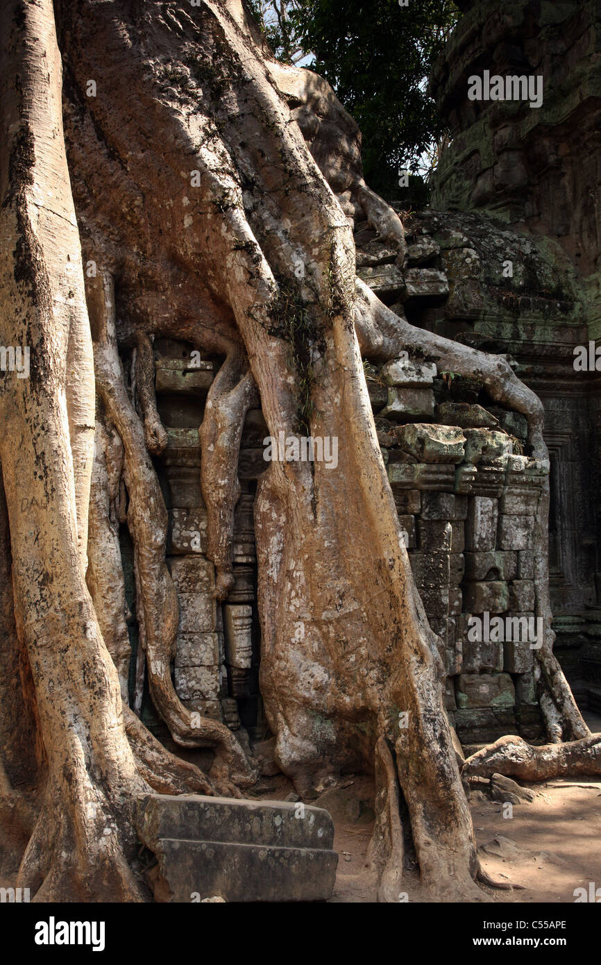 Tree roots grow around temple at Ta Phrom, Angkor Wat complex, Siem ...