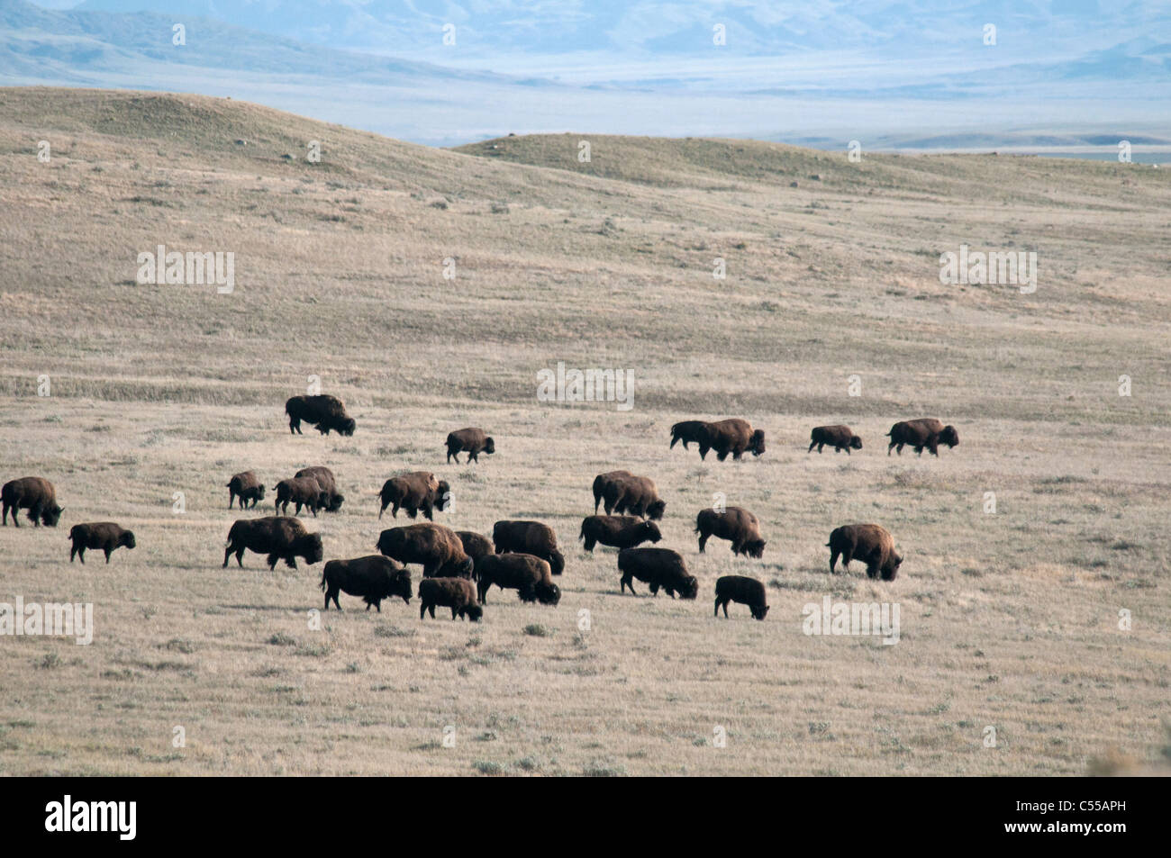 Plains bison (Bison bison bison) grazing in a field, Grasslands ...