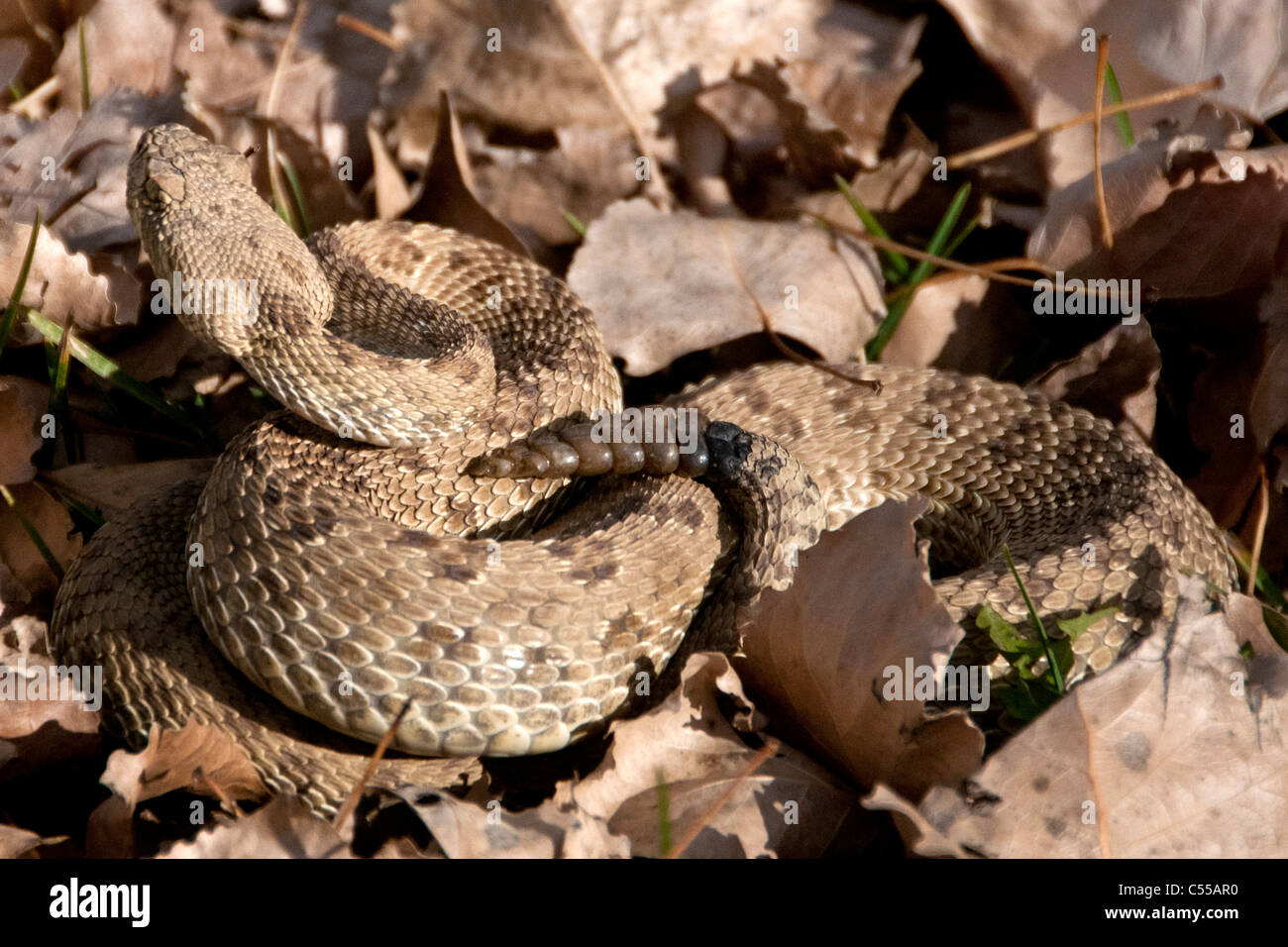 Close-up of a Prairie Rattlesnake (Crotalus viridus), Dinosaur ...