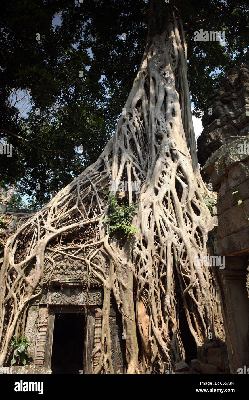 Tree roots growing around temple doorway at Ta Phrom, Angkor Wat ...