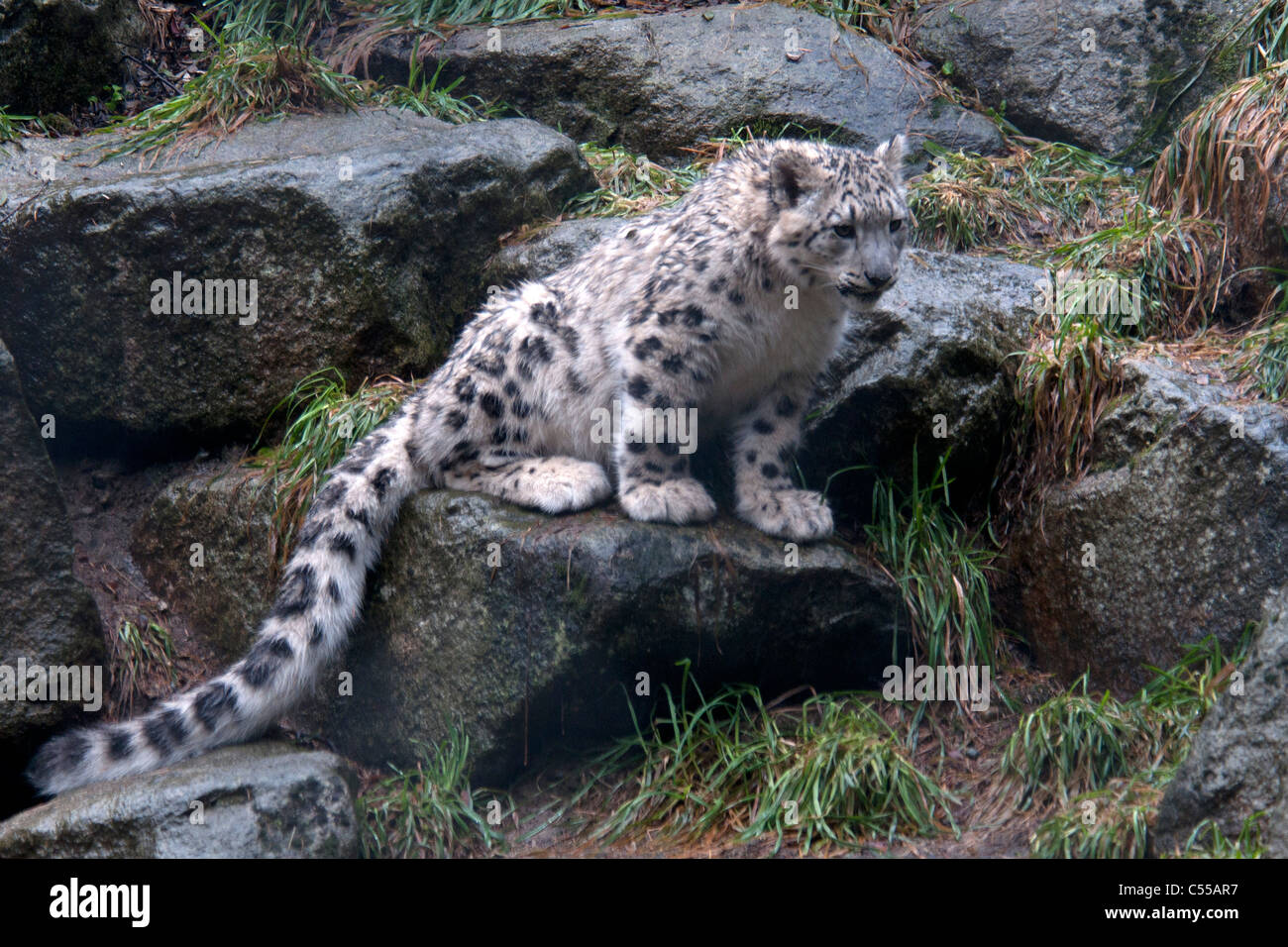 Snow leopard sitting on rock hi-res stock photography and images - Alamy