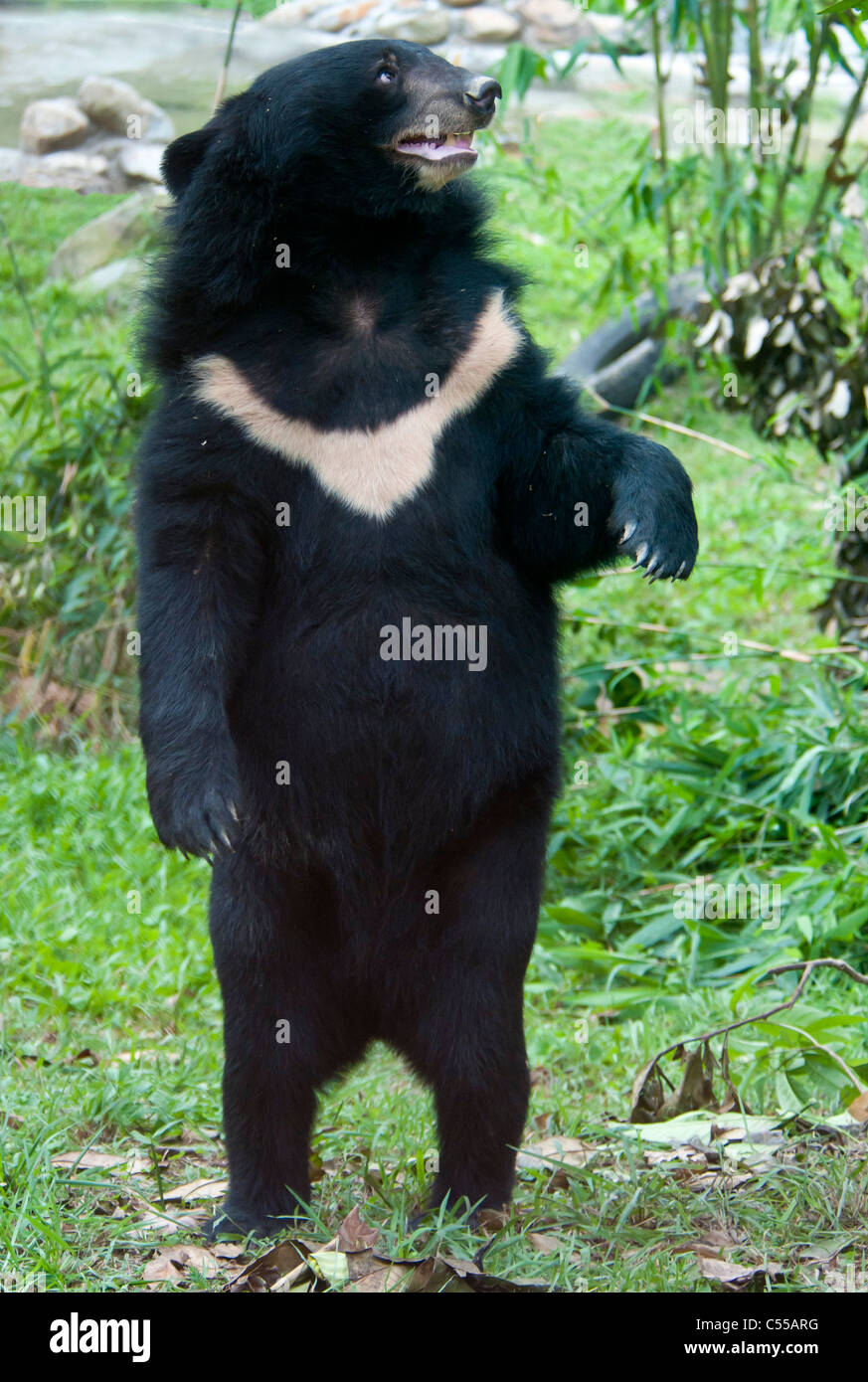 Asian black bear (Ursus thibetanus) rearing up, Tam Dao, Vietnam Stock ...
