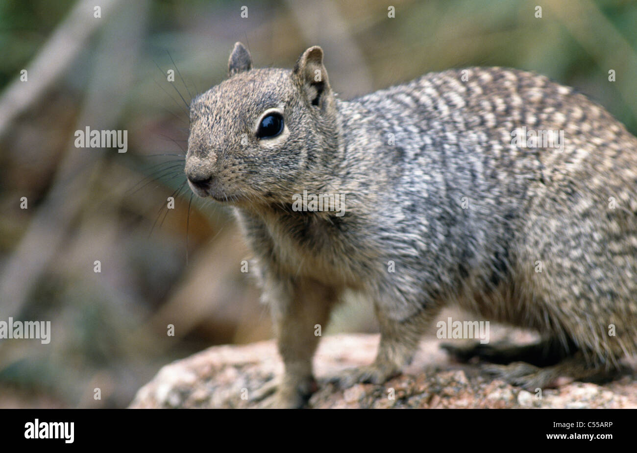 Spotted Ground Squirrel
