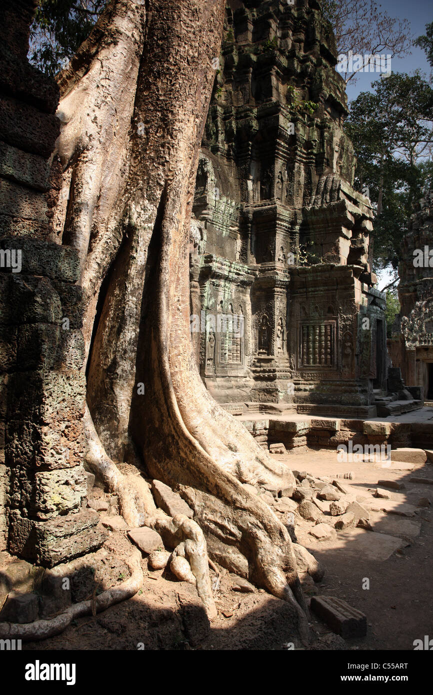 Tree roots growing around temple at Ta Phrom, Angkor Wat, Siem Reap ...
