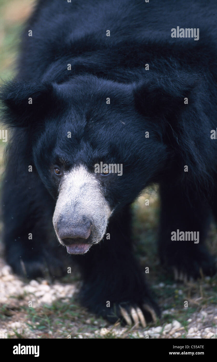 Close-up of a sloth (Melursus ursinus Stock Photo - Alamy
