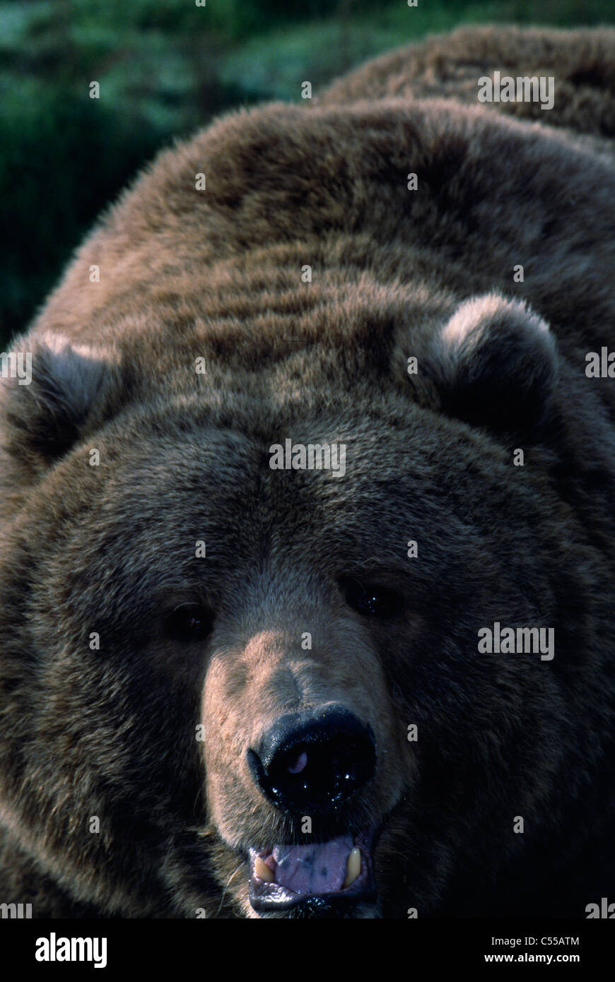 Close-up of a Brown bear (Ursus arctos) snarling Stock Photo - Alamy