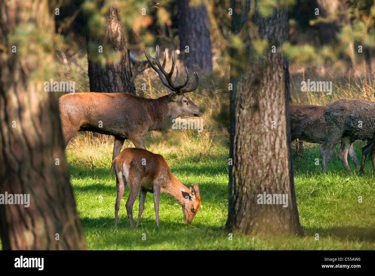 The Netherlands, Otterlo, National Park called De Hoge Veluwe. Red Deer ...