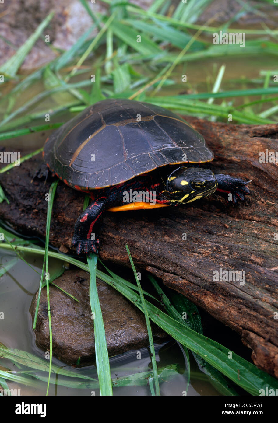 Eastern painted turtle hi-res stock photography and images - Alamy