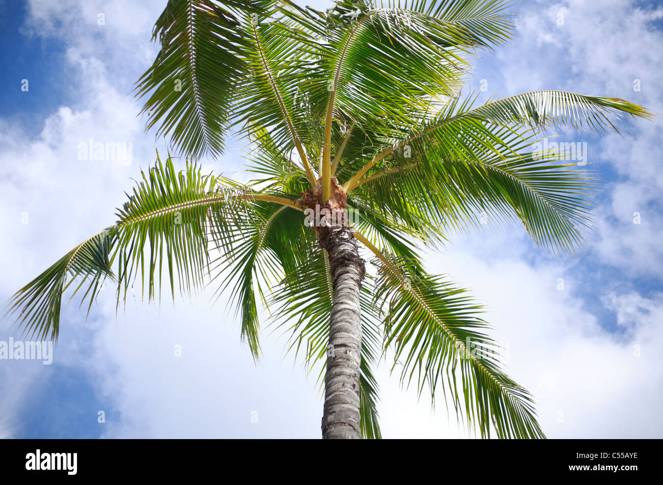 Hawaiian coconut palm tree against a blue sky with white clouds Stock ...