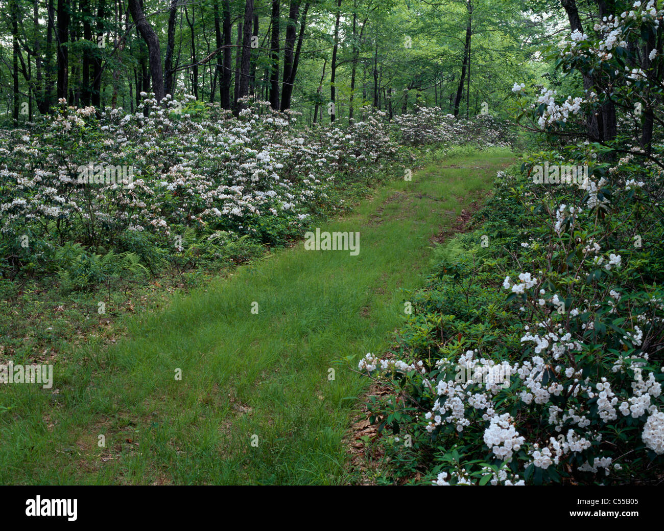 Grass covered trail in a forest, Delaware State Forest, Pennsylvania ...