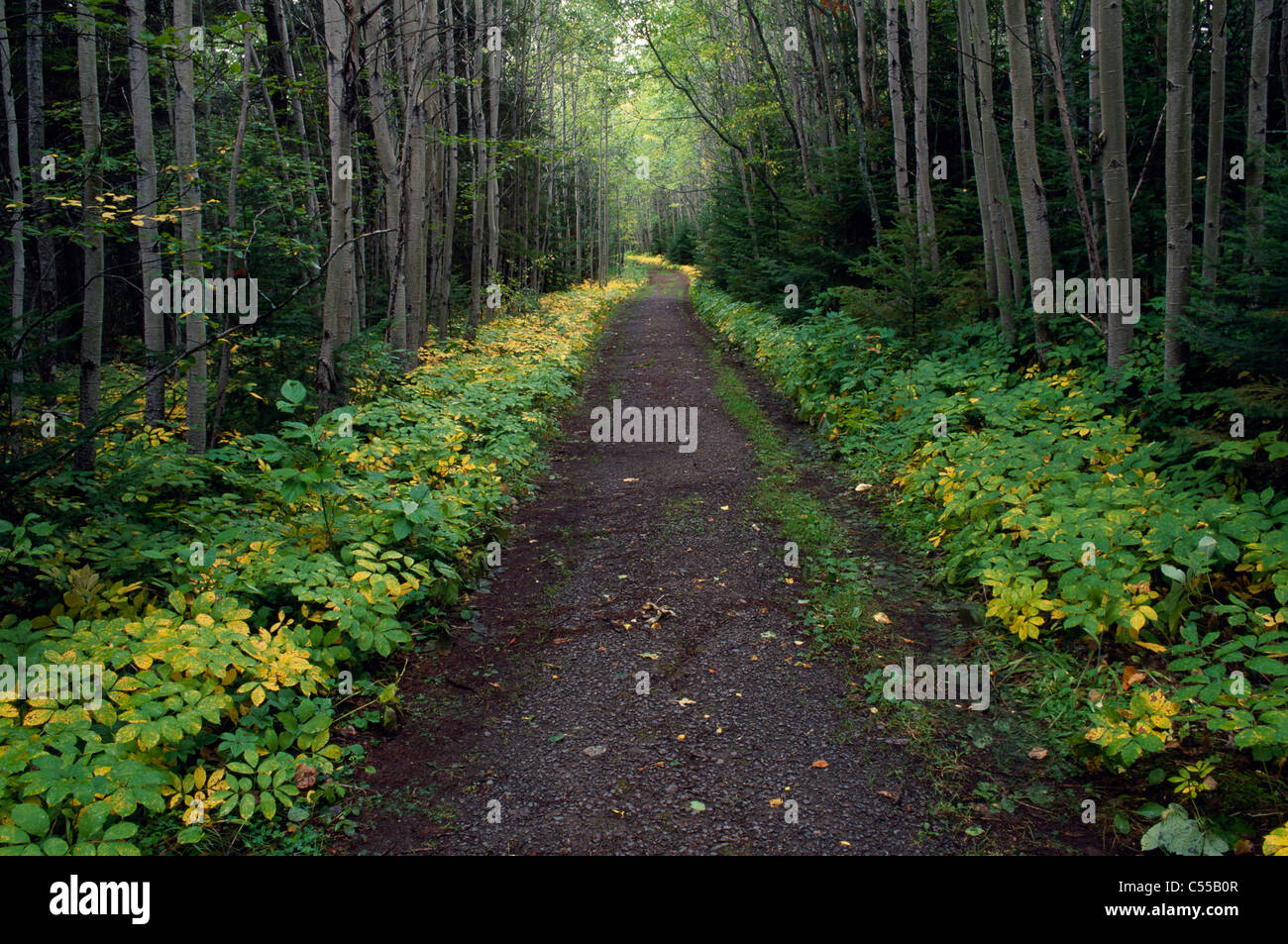 Dirt road passing through a forest, Bic Provincial Park, Quebec, Canada ...