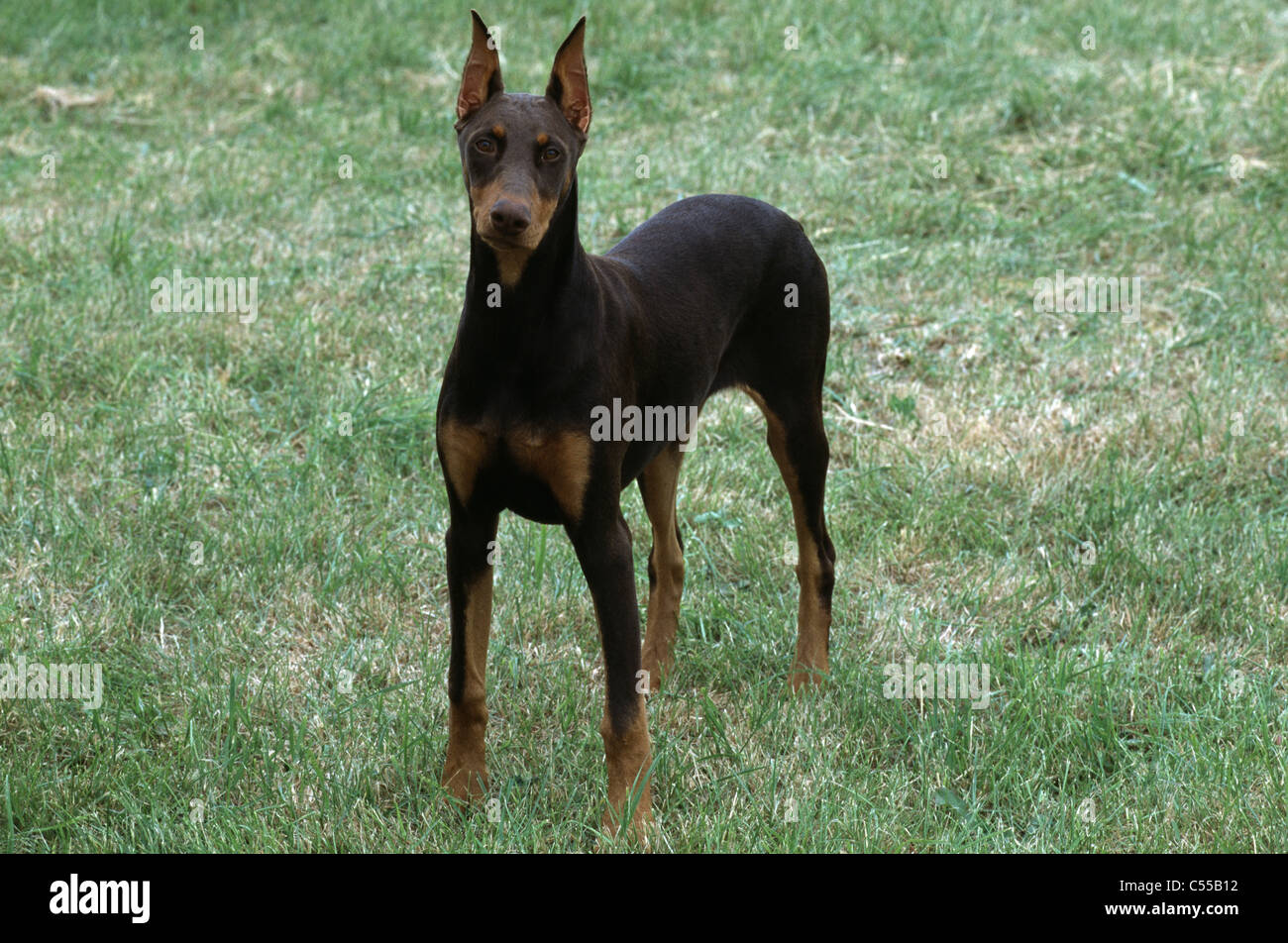 Standing doberman dog hi-res stock photography and images - Alamy