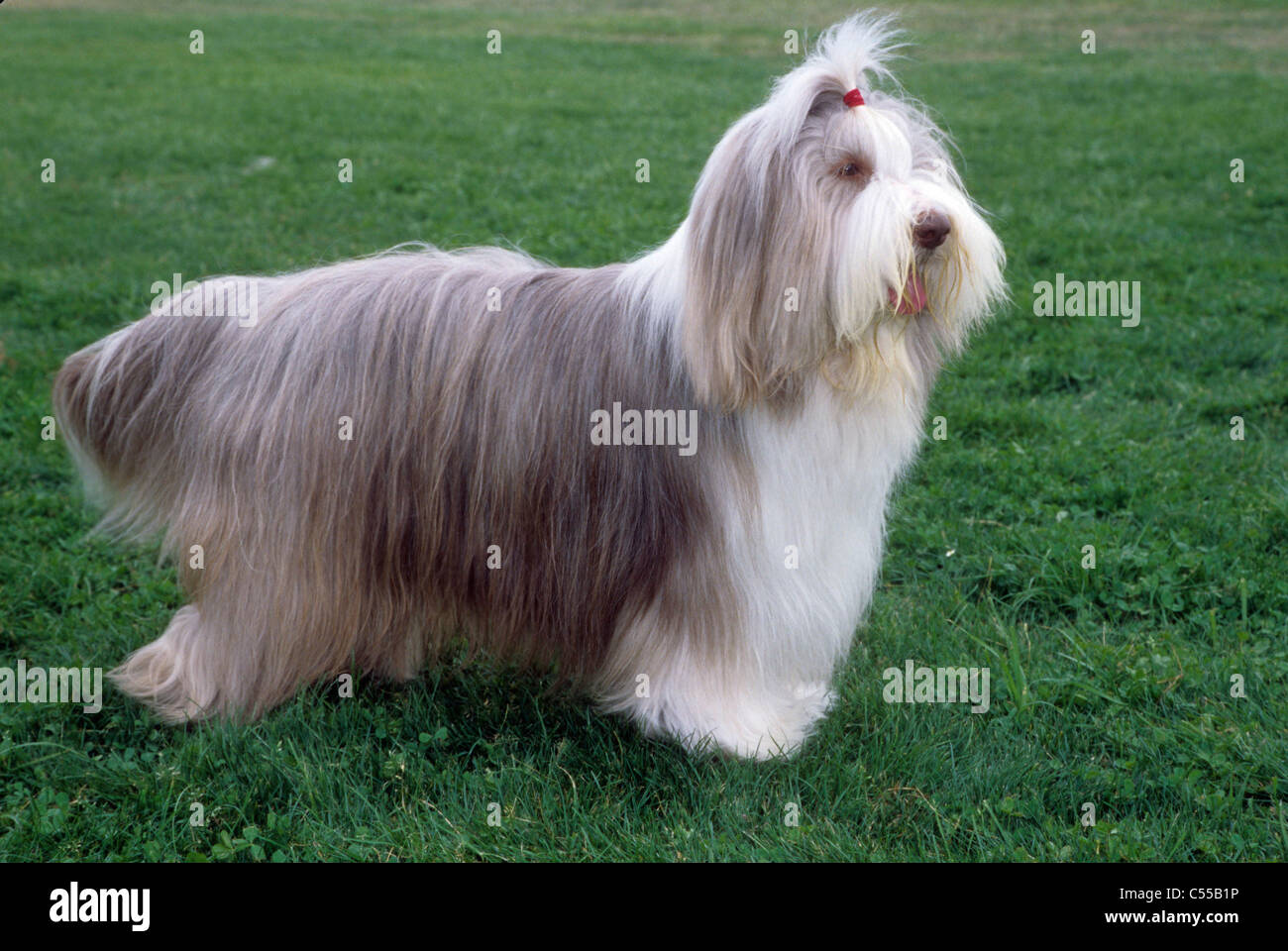 Bearded collie side hi-res stock photography and images - Alamy