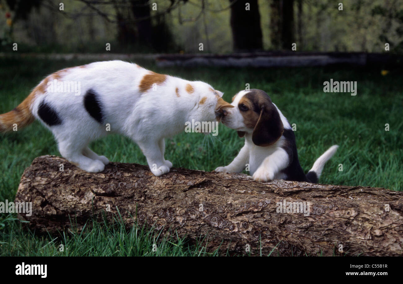 Curious beagle hi-res stock photography and images - Alamy
