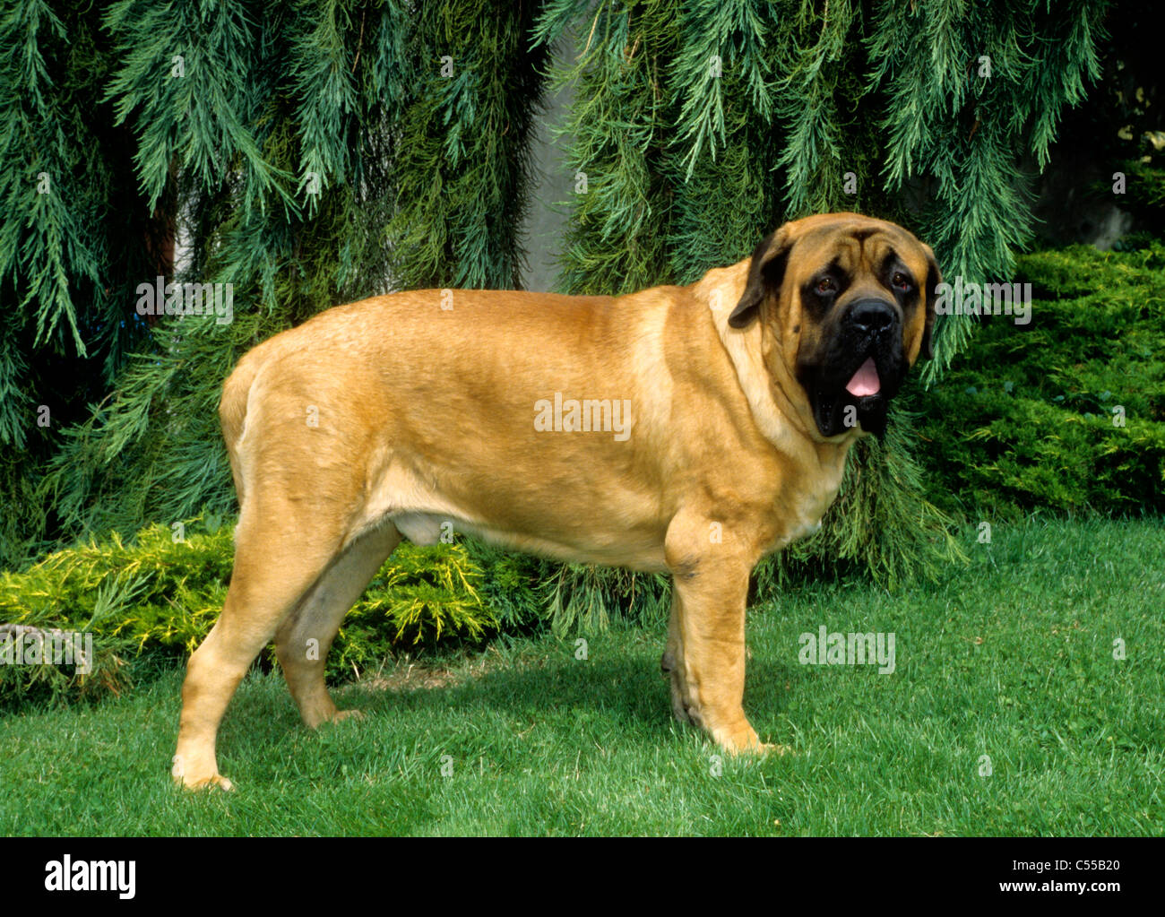 English mastiff side view hi-res stock photography and images - Alamy