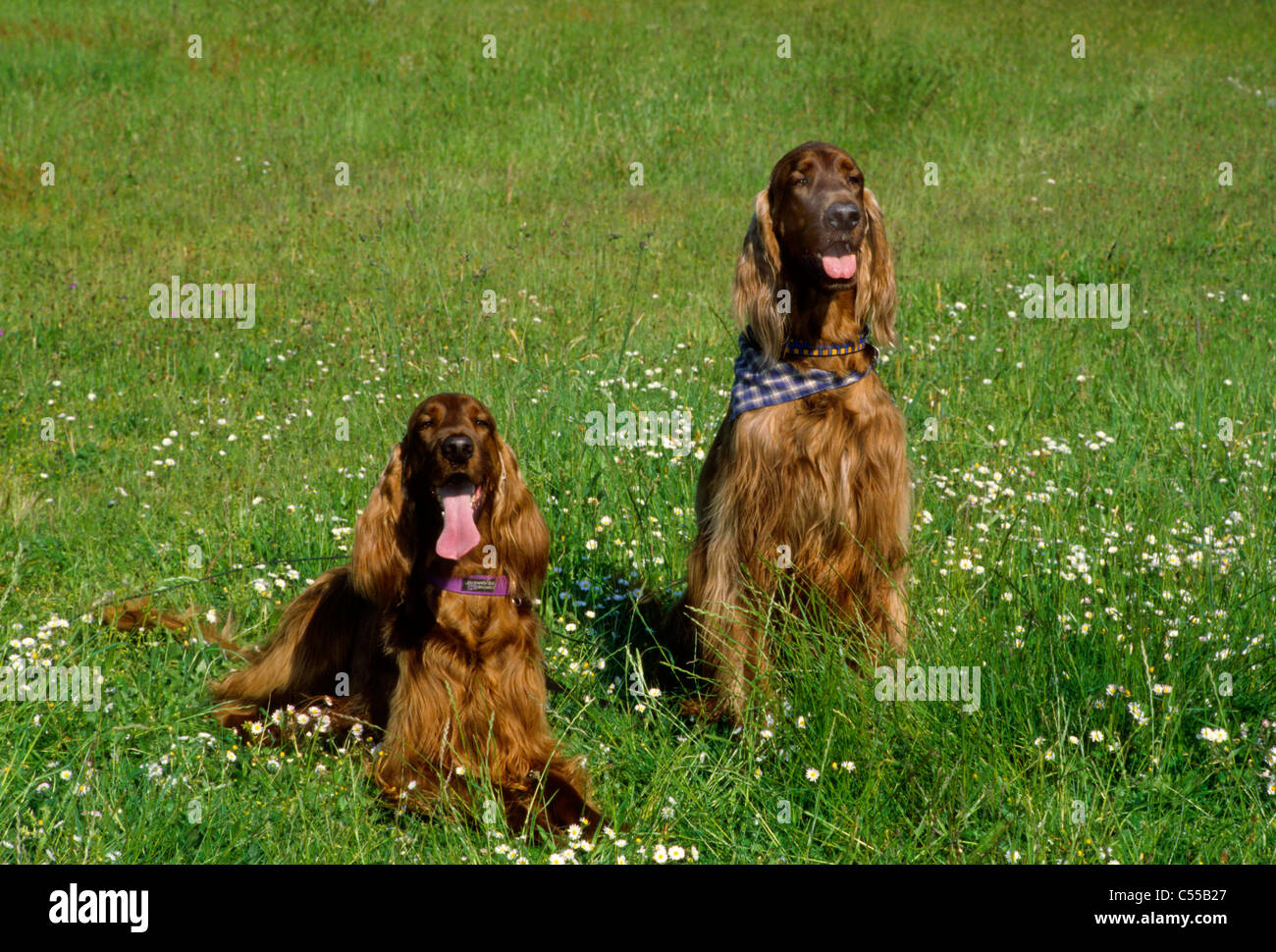 Irish setter panting hi-res stock photography and images - Alamy