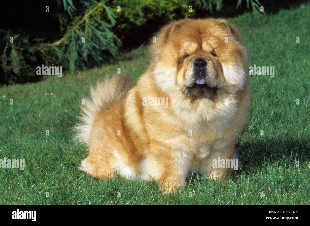 Sitting chow chow hi-res stock photography and images - Alamy