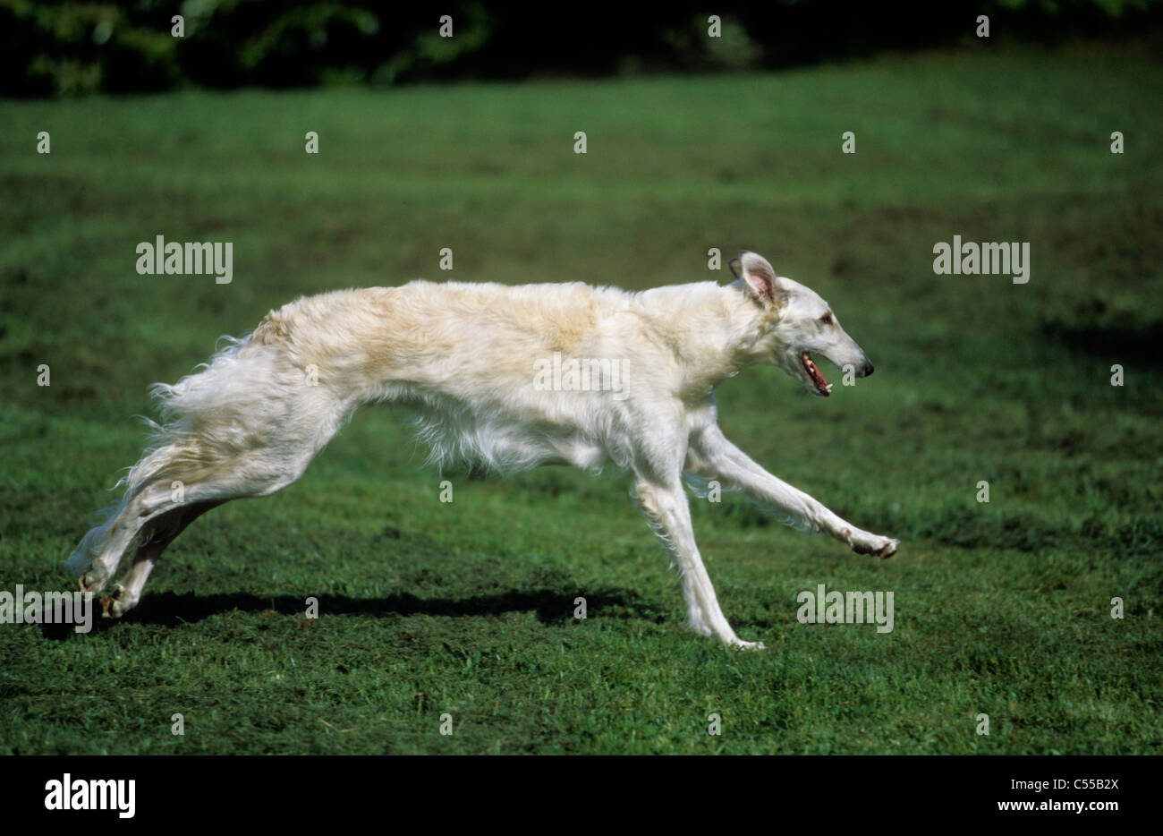 Portrait borzoi side view hi-res stock photography and images - Alamy