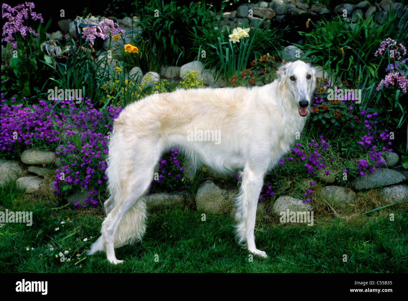 Portrait borzoi side view hi-res stock photography and images - Alamy