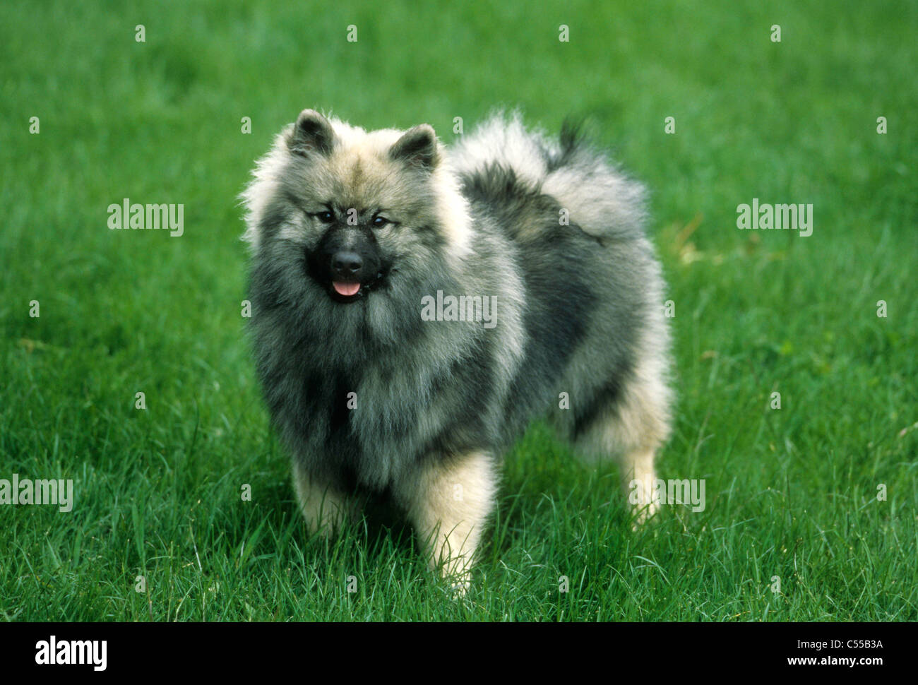 Keeshond standing hi-res stock photography and images - Alamy
