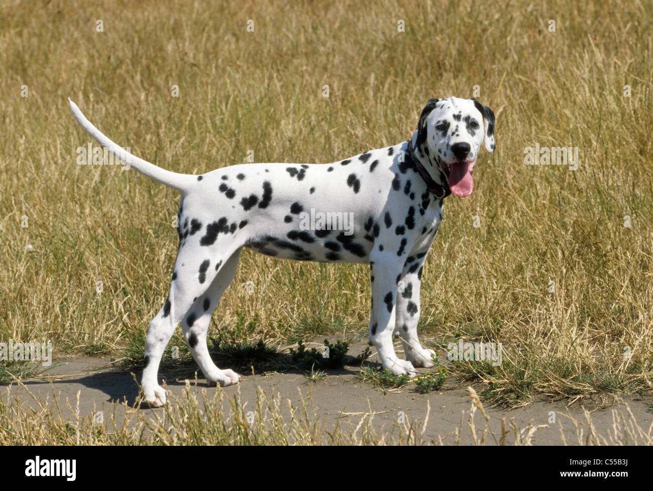 Portrait dog dalmatian side view hi-res stock photography and images ...