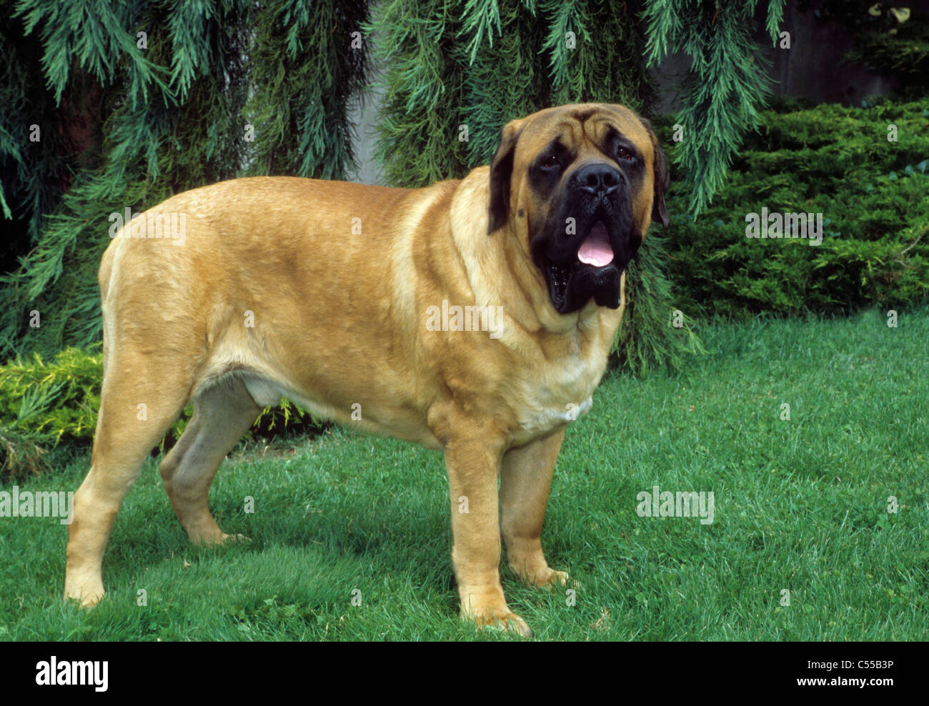 English mastiff side view hi-res stock photography and images - Alamy