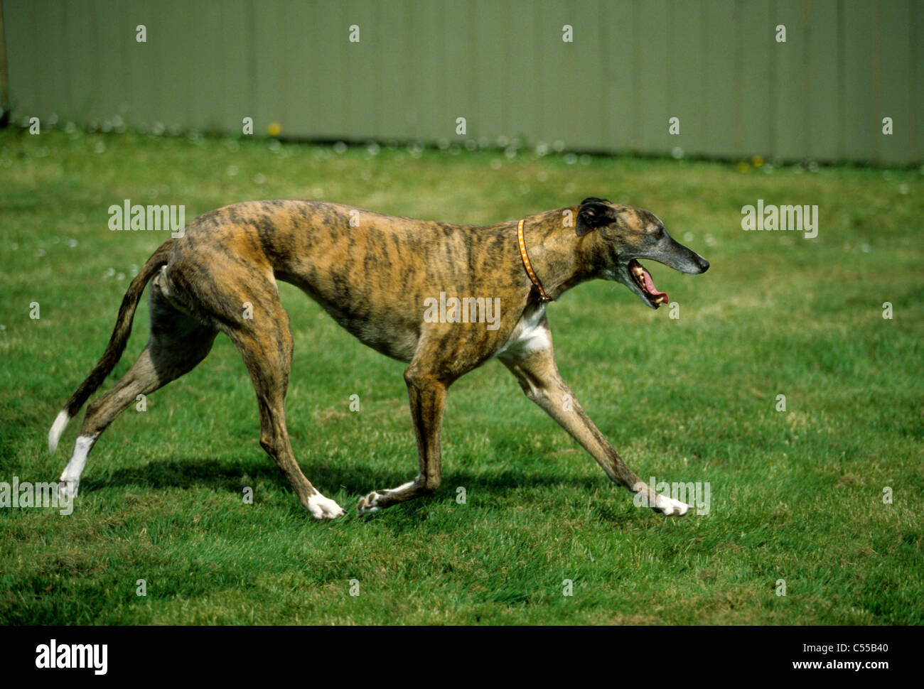 Greyhound walk walking hi-res stock photography and images - Alamy
