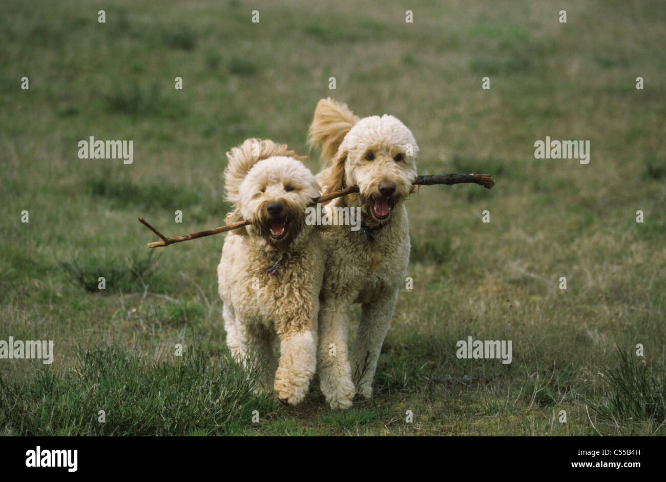 Two Goldendoodles carrying stick in teeth Stock Photo - Alamy