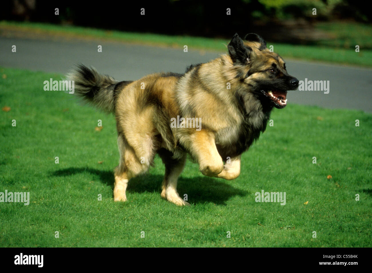 Leonberger running hi-res stock photography and images - Alamy