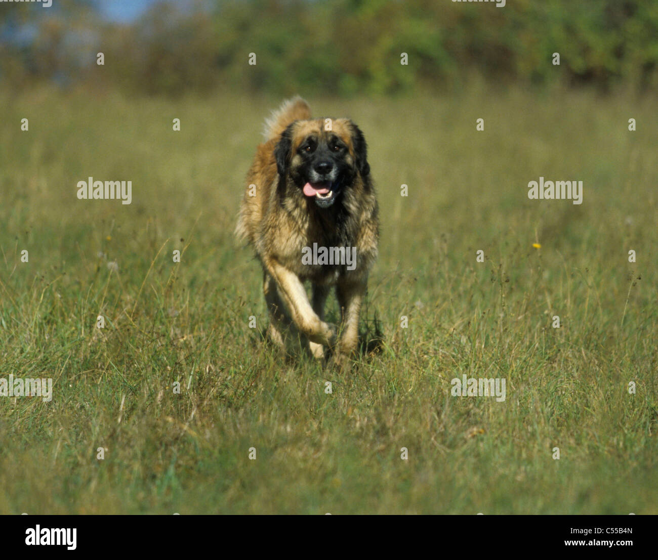 Leonberger running hi-res stock photography and images - Alamy