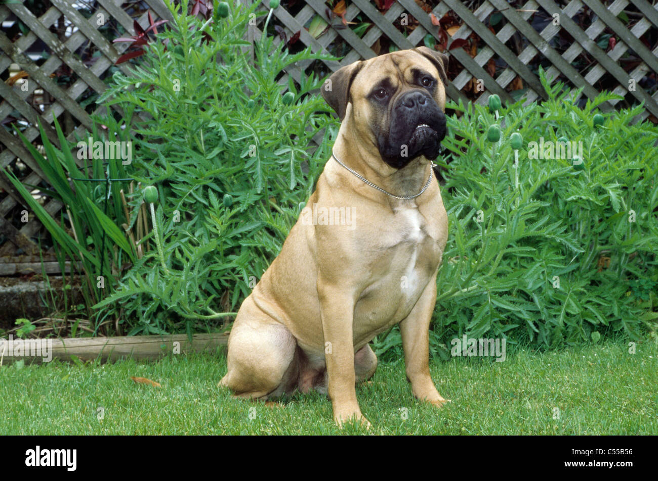 Bull Mastiff sitting on lawn Stock Photo - Alamy
