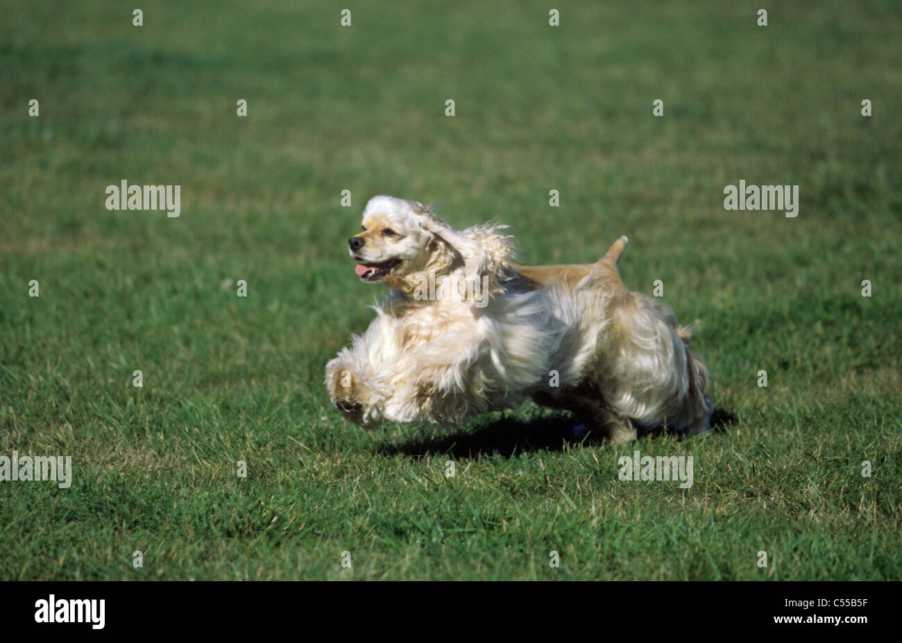 American Cocker Spaniel running on lawn Stock Photo - Alamy