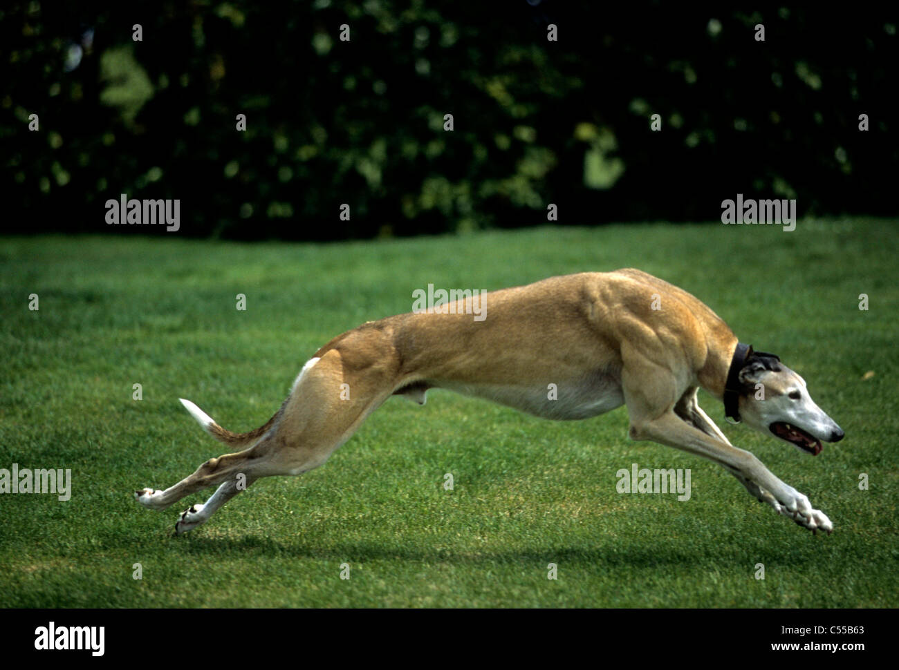 Greyhound running on lawn Stock Photo - Alamy