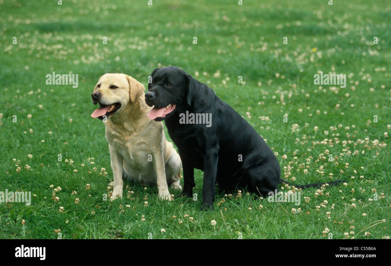 Labrador Retriever sitting on lawn Stock Photo - Alamy