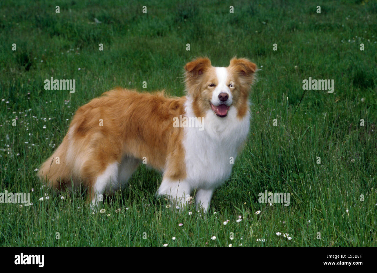 Border collie standing hi-res stock photography and images - Alamy
