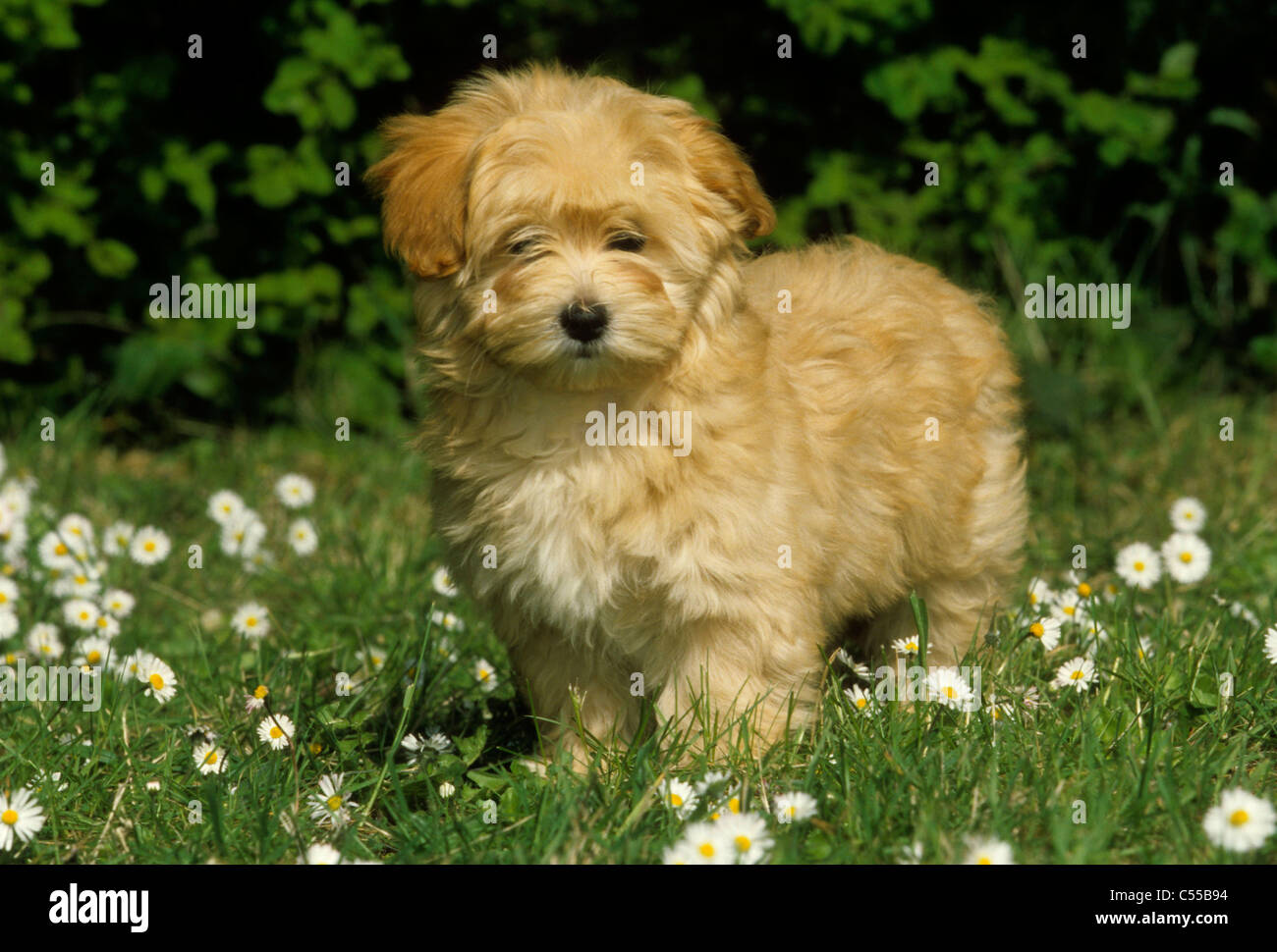 Havanese dog standing in meadow Stock Photo - Alamy
