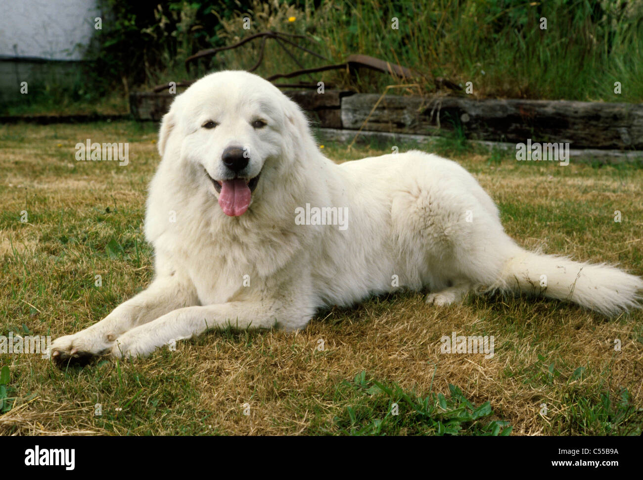 Great Pyrenees lying on grass Stock Photo - Alamy
