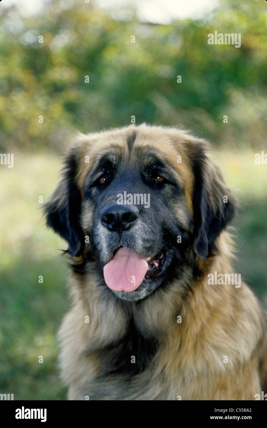 Portrait of Leonberger dog Stock Photo - Alamy