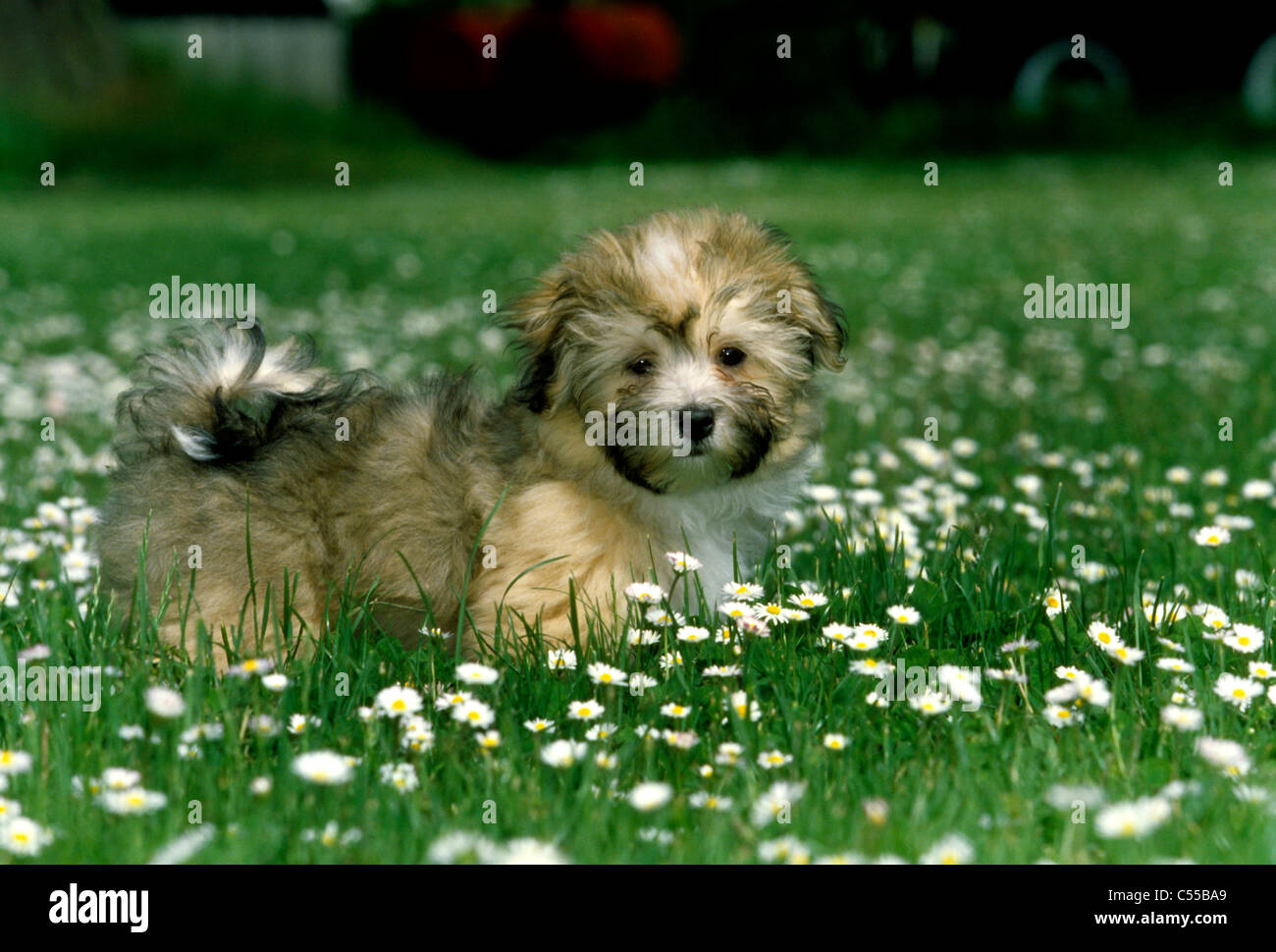Portrait of Havanese pup Stock Photo - Alamy