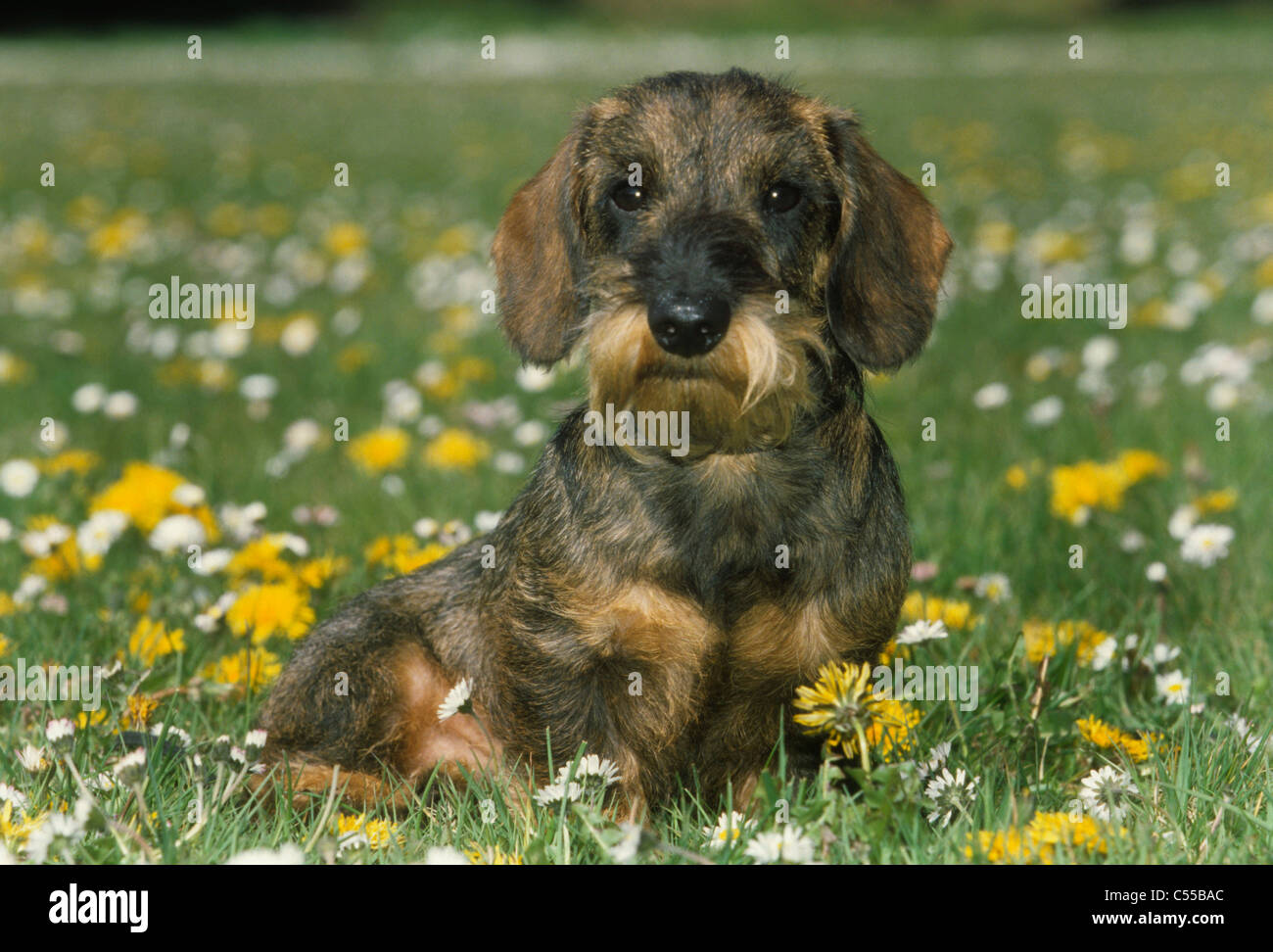 Portrait of Dachshund dog Stock Photo - Alamy