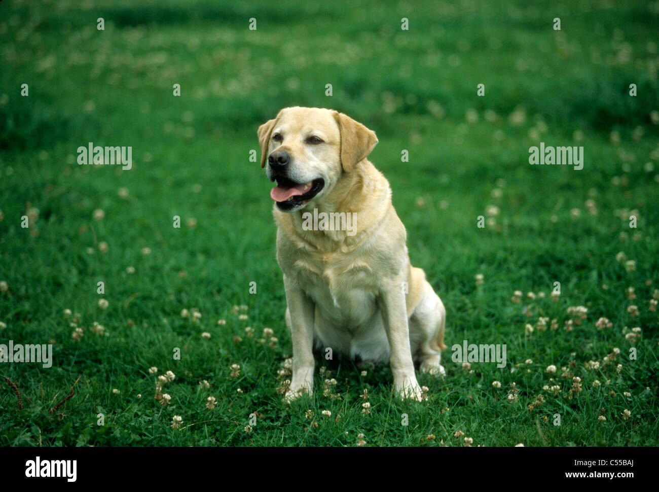 Portrait of Labrador Retriever dog Stock Photo - Alamy